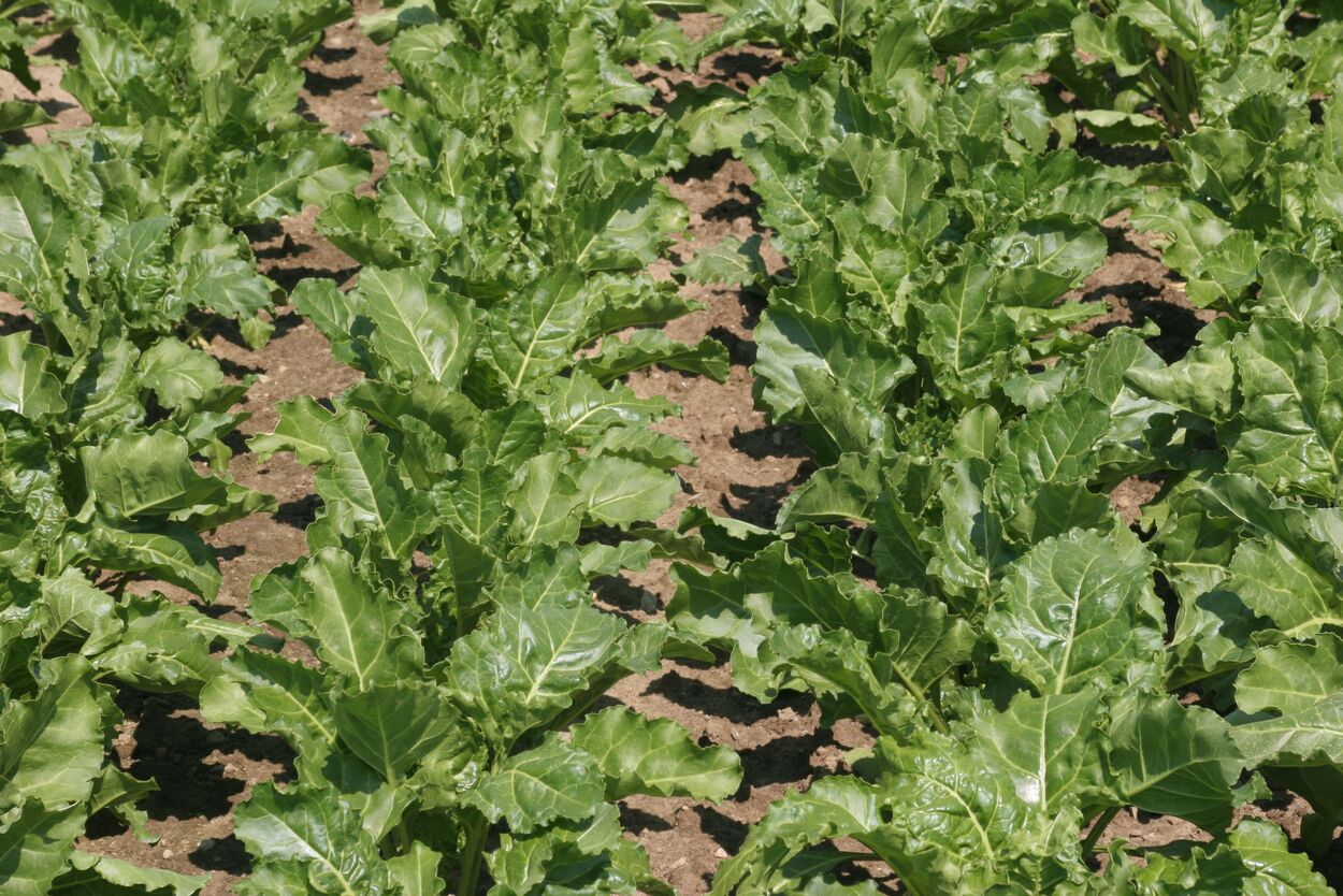 Zuckerrüben | Landwirtschaftskammer Schleswig-Holstein