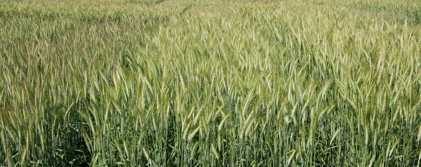Wintertriticale