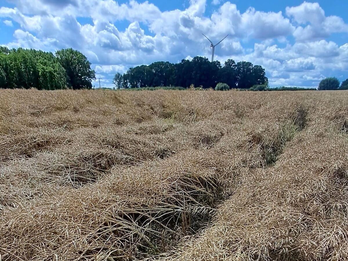 Aktuelle Ergebnisse der LSV Winterraps im Marktfruchtbau