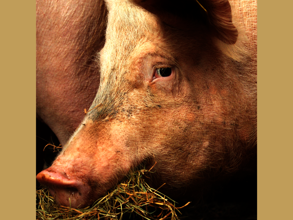 13. Juni: Auswirkung von Fütterung auf die Fundamentgesundheit beim Schwein